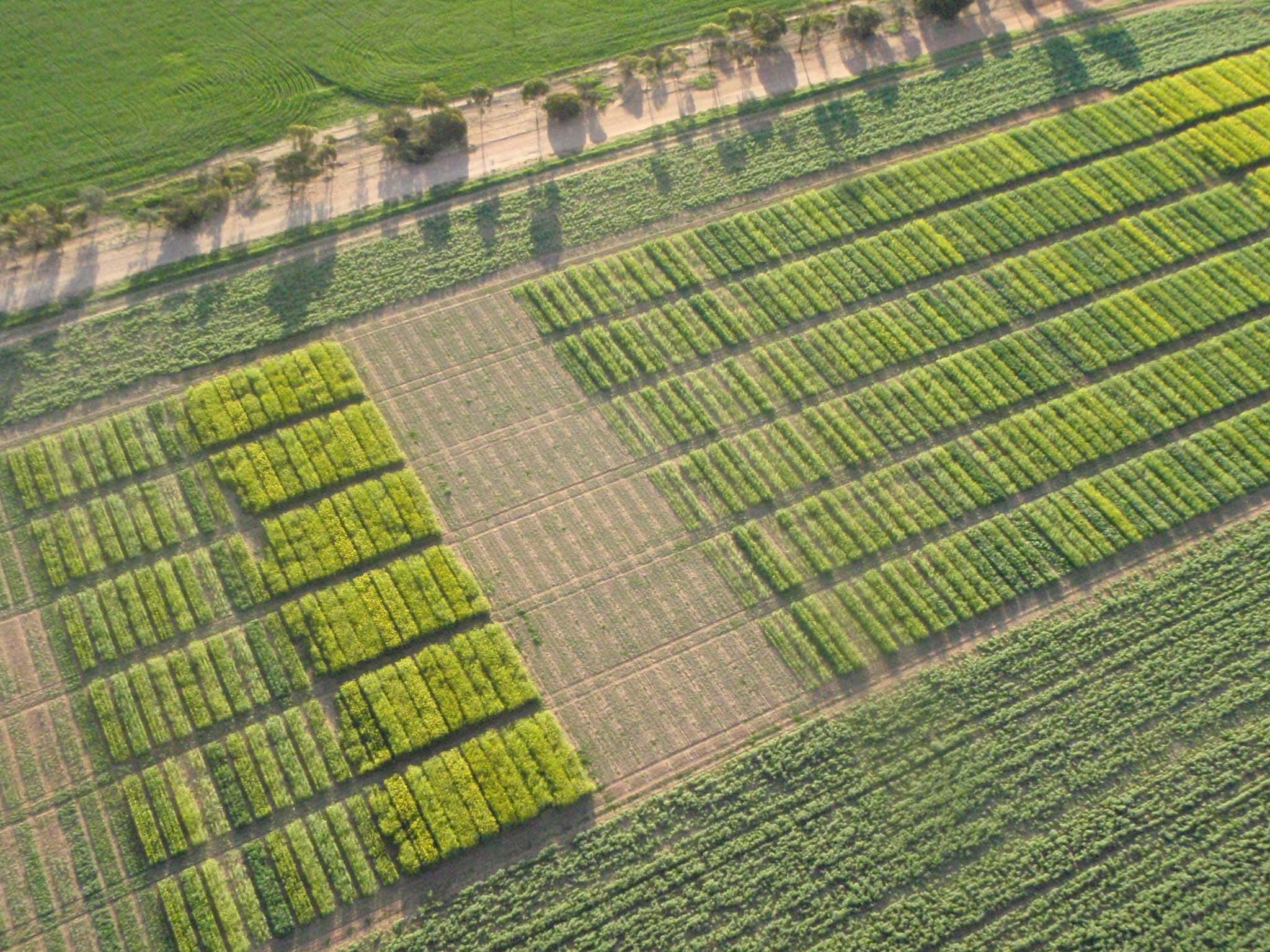 Can canola captivate – global canola production forecast | AIR EP