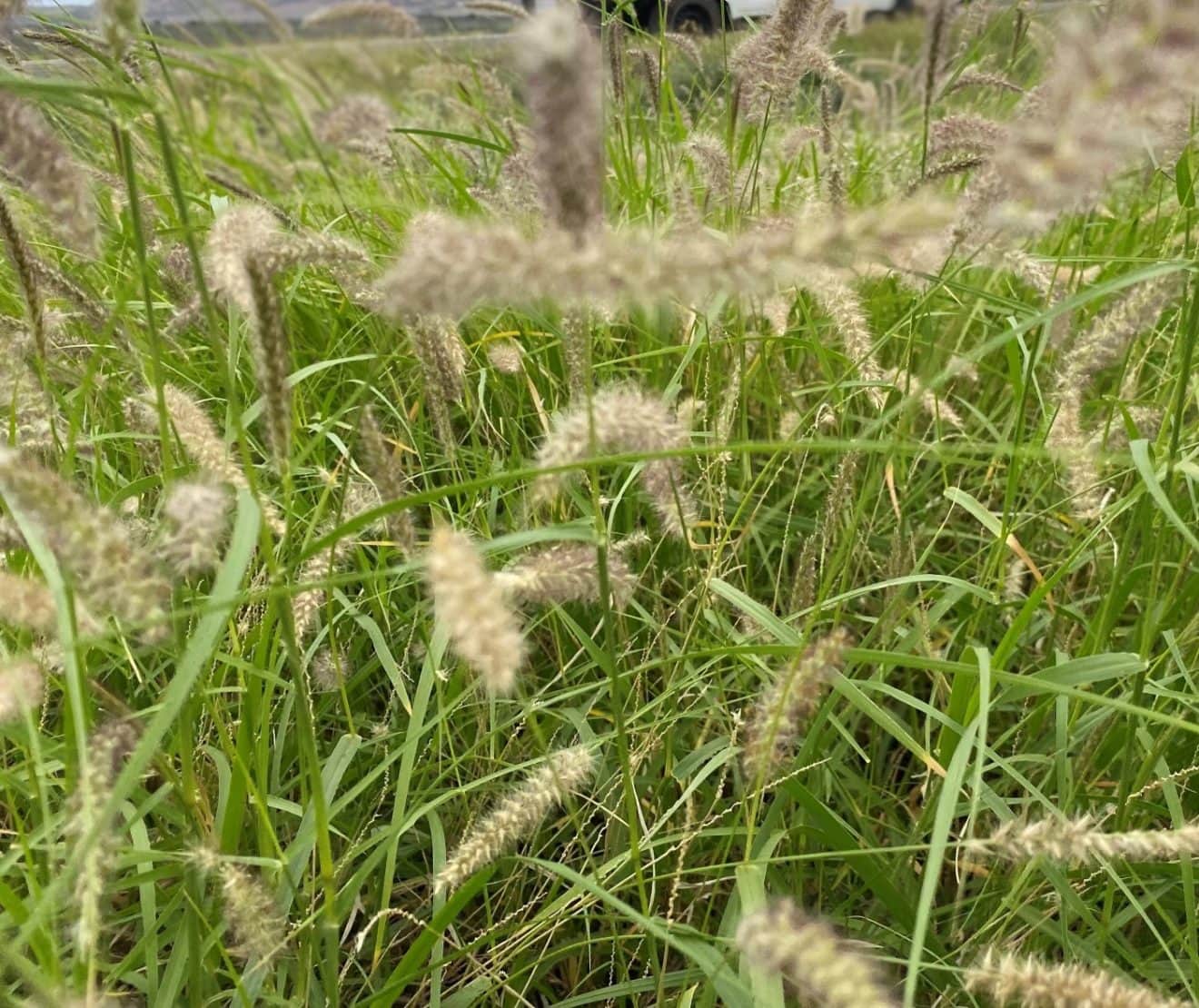 Bust Buffel grass – early detection is key | AIR EP