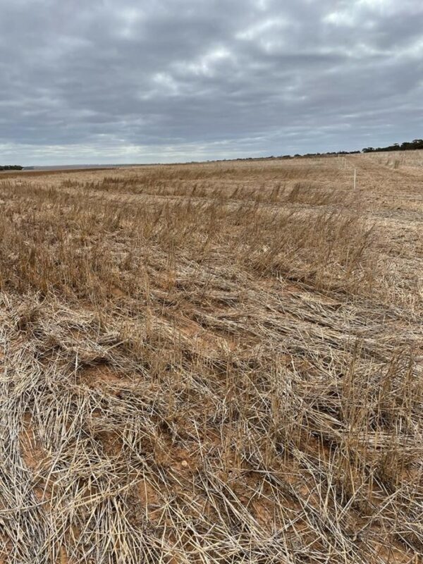 Retaining soil water in farming systems using strip/disc machinery 2023 ...