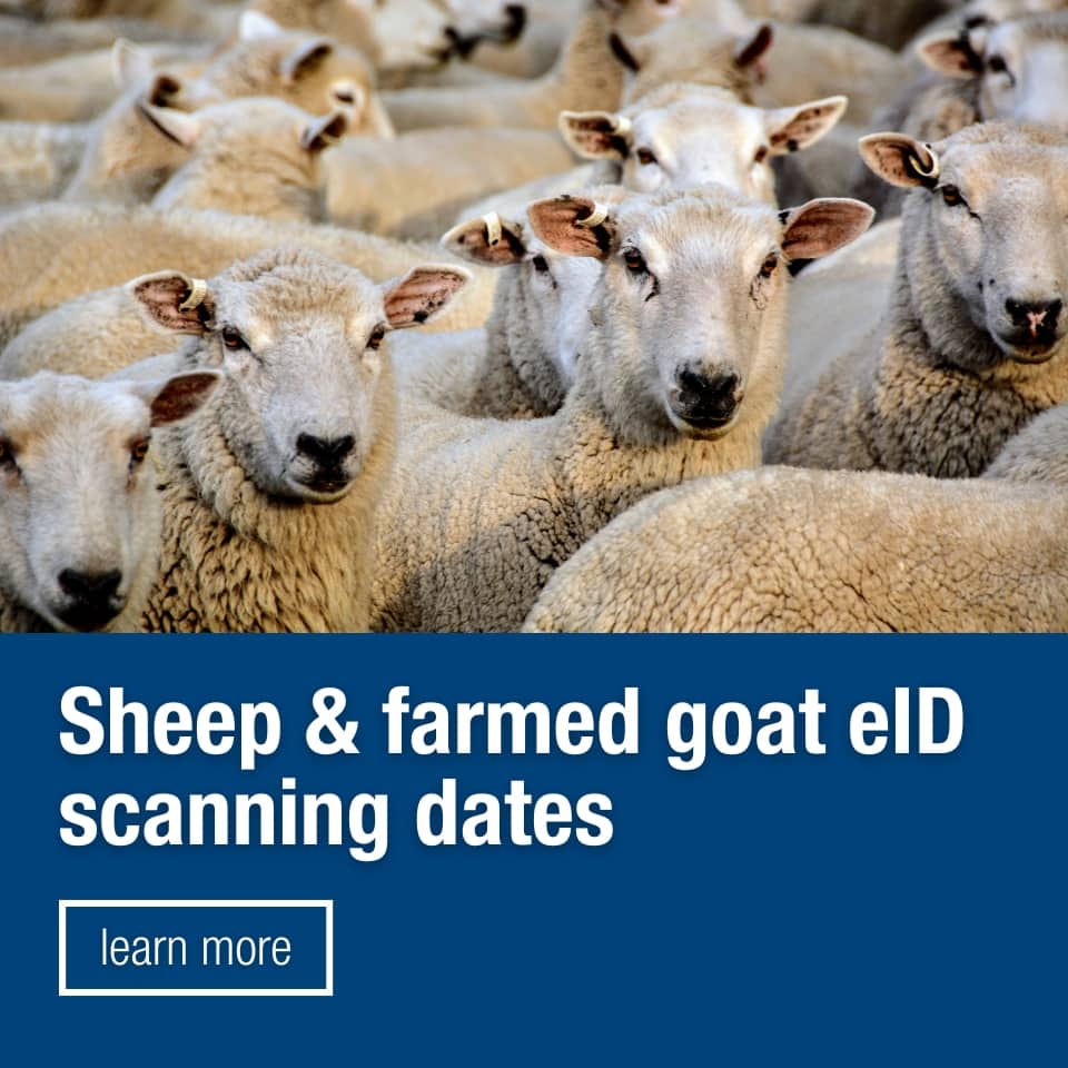 Sheep & farmed goat eID scanning dates | AIR EP